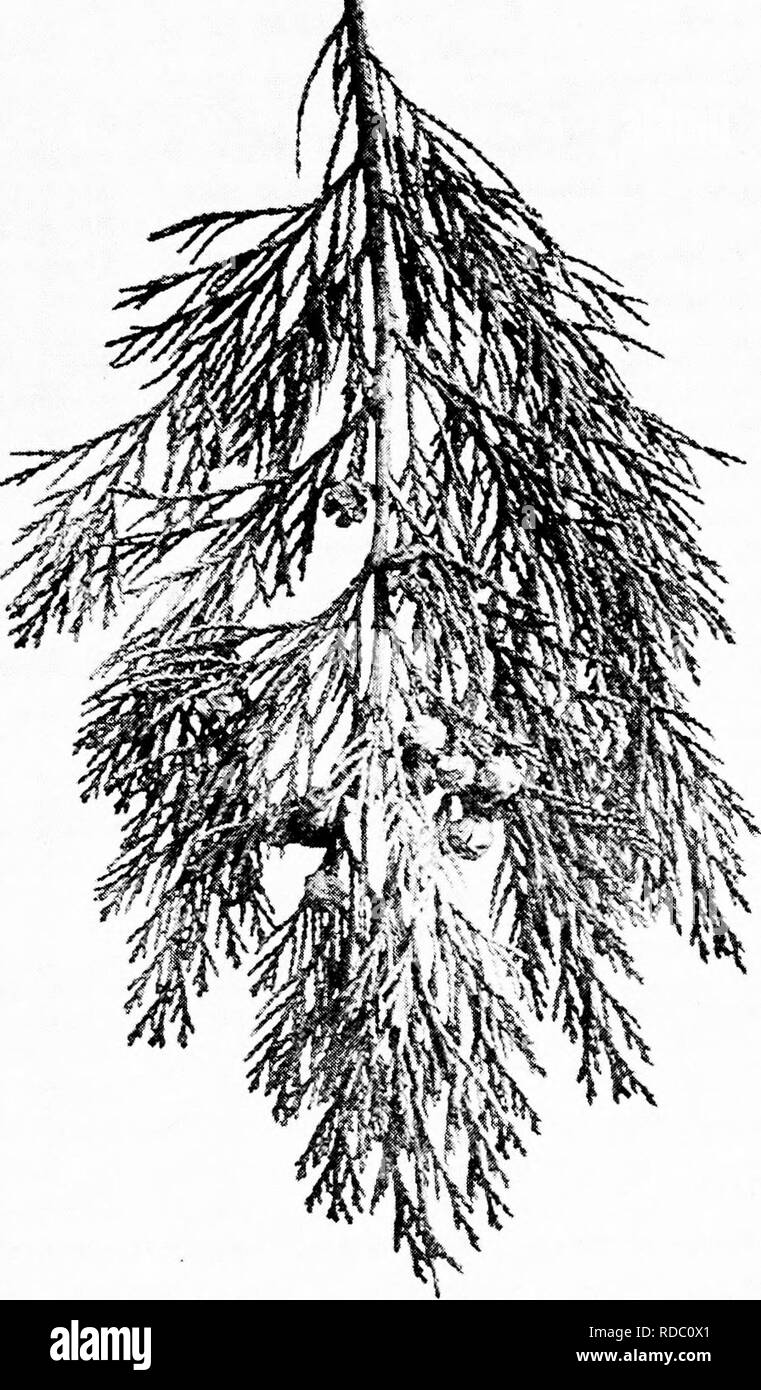 . Our native trees and how to identify them : a popular study of their ...