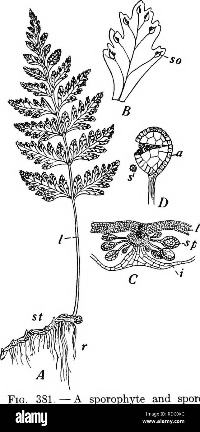 Fern Sporophyte Sori