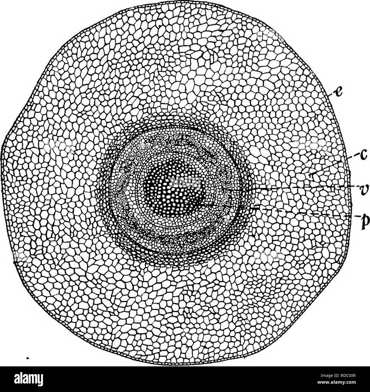 . Botany for agricultural students . Botany. SPOROPHYTE 429 ...