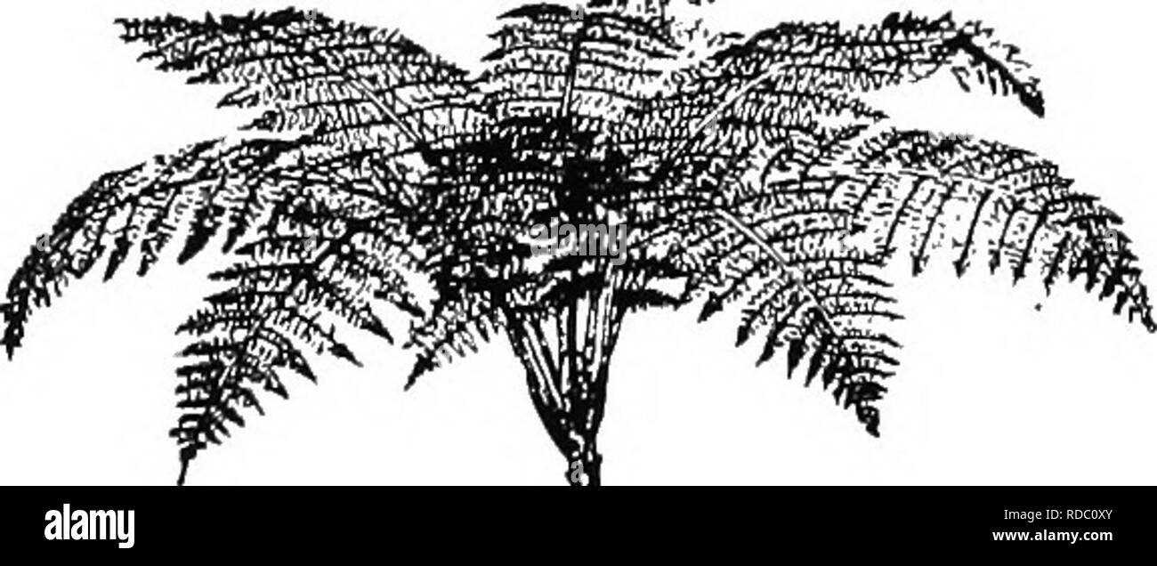 Pteridophytes Structure