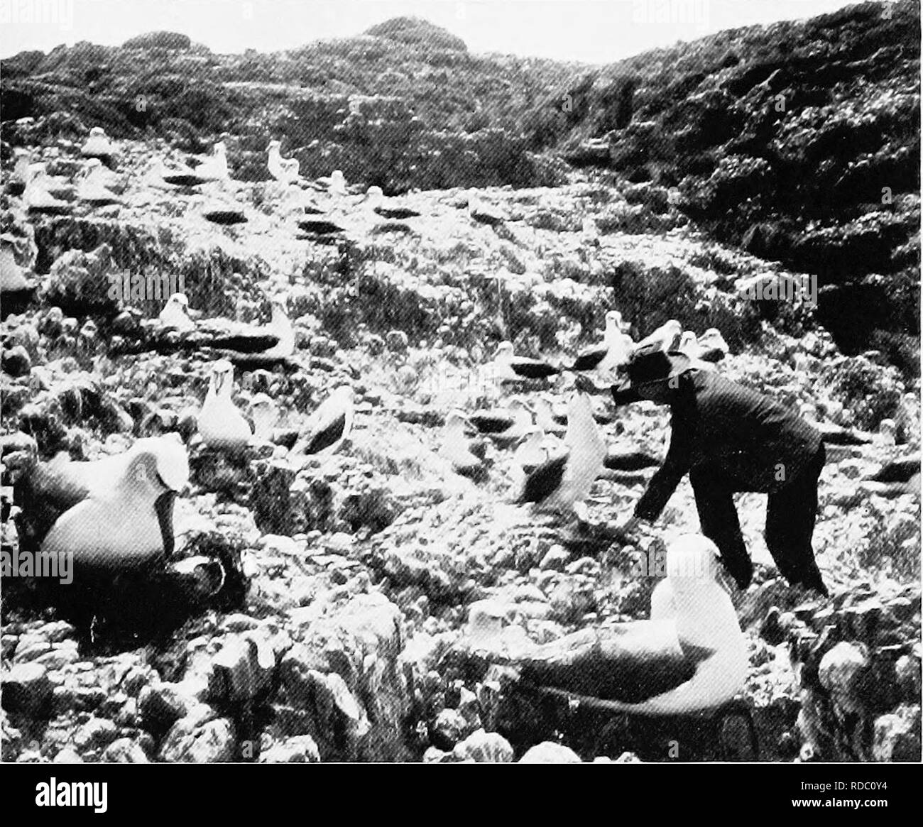 Truncated tail Black and White Stock Photos & Images - Alamy