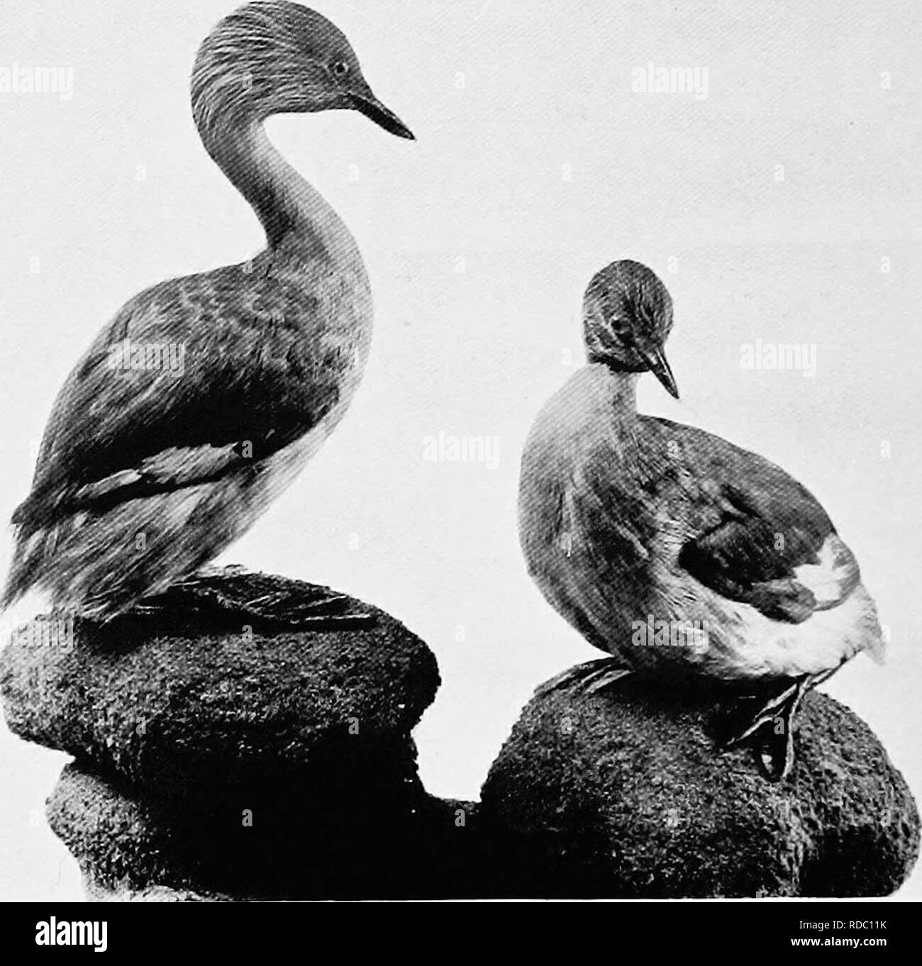 . The birds of Australia. Birds. 44 THE BIRDS OF ATJSTEALIA The Hoary ...