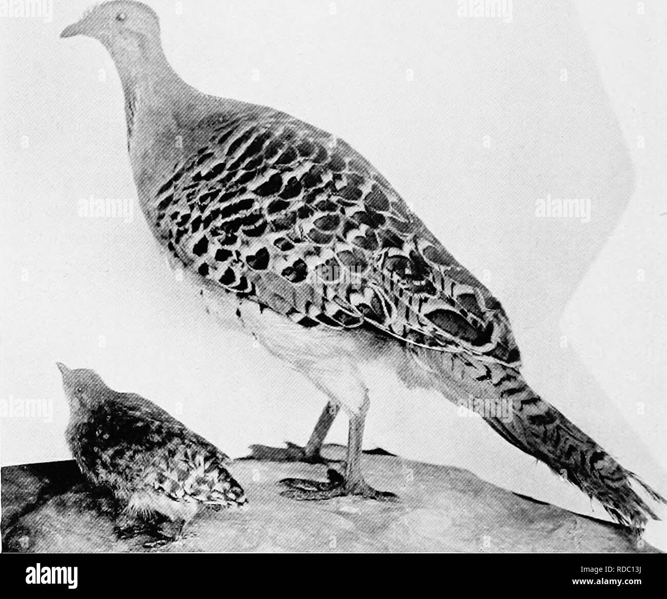 Ground nesting in a scrape hi-res stock photography and images - Alamy