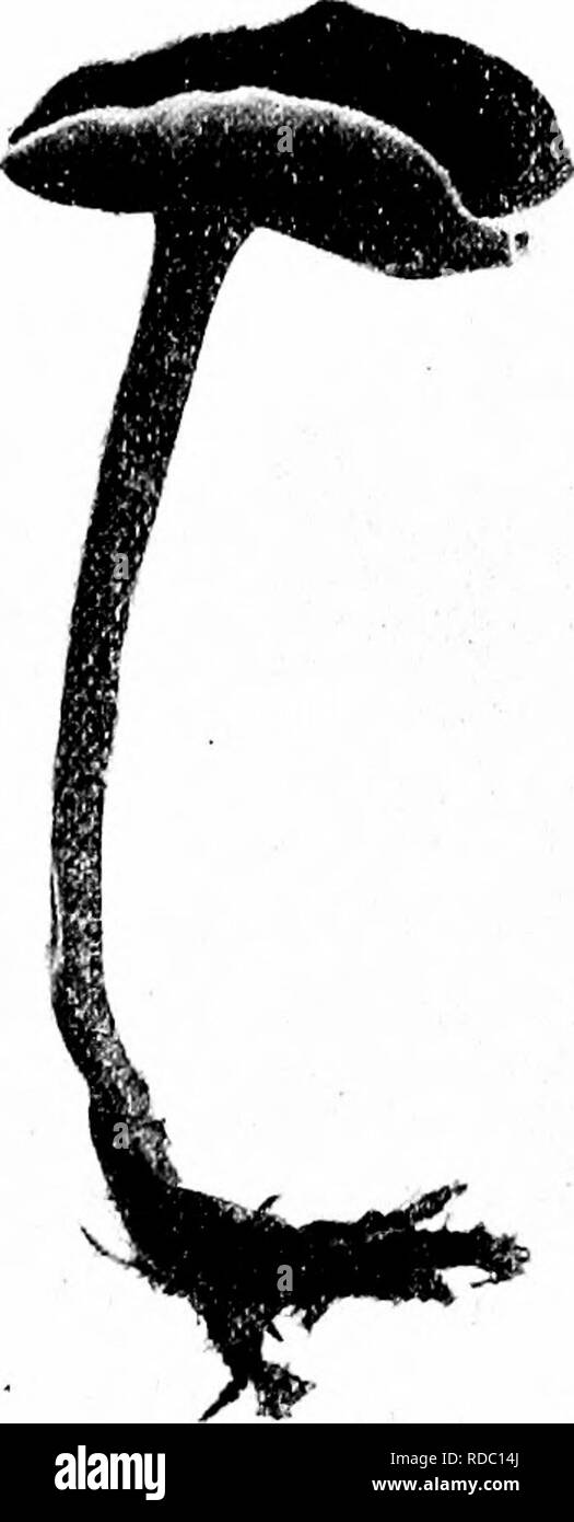 15 3 12 5 cm Black and White Stock Photos & Images - Alamy