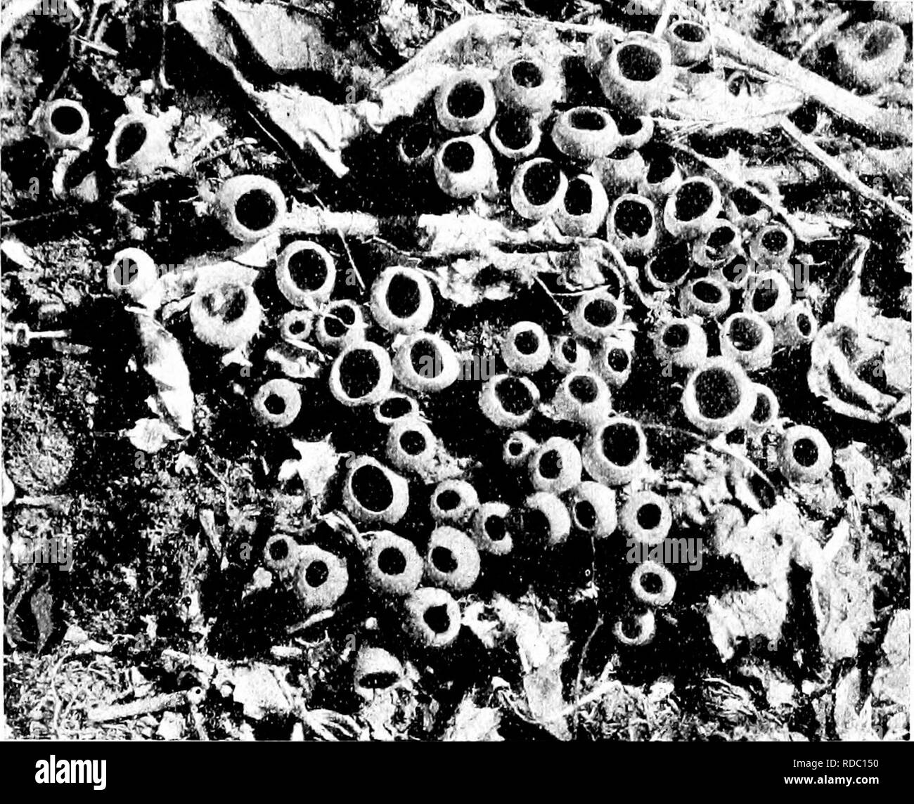 15 3 12 5 cm Black and White Stock Photos & Images - Alamy