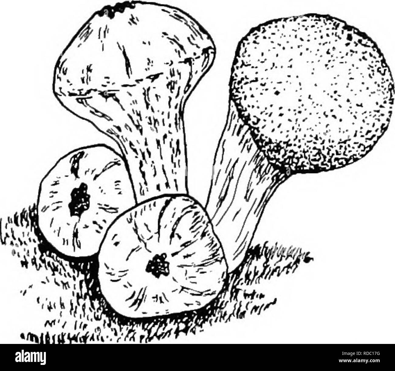 Star like fungi Black and White Stock Photos & Images - Alamy