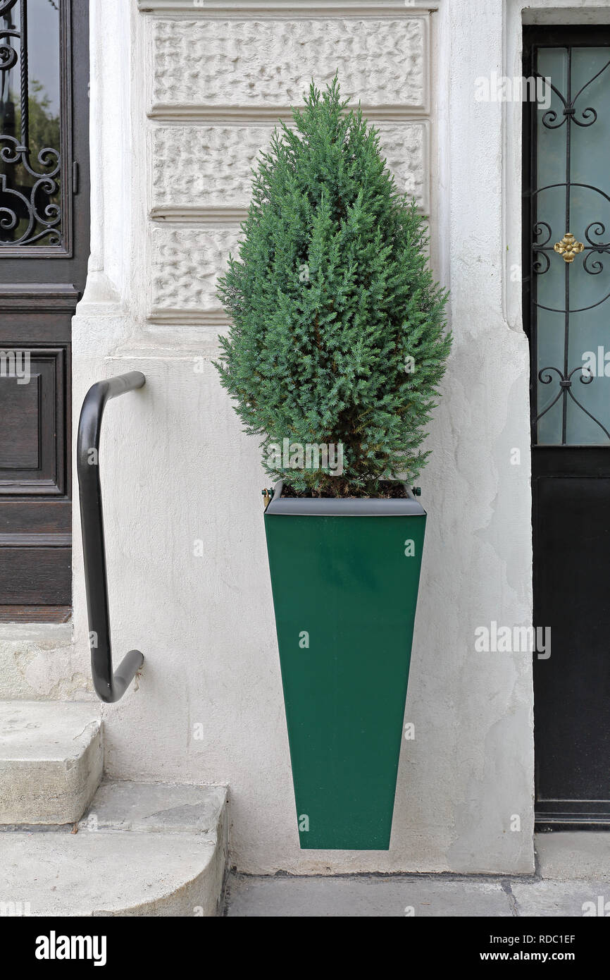 Small Evergreen Pine Tree in Hanging Pot Stock Photo - Alamy
