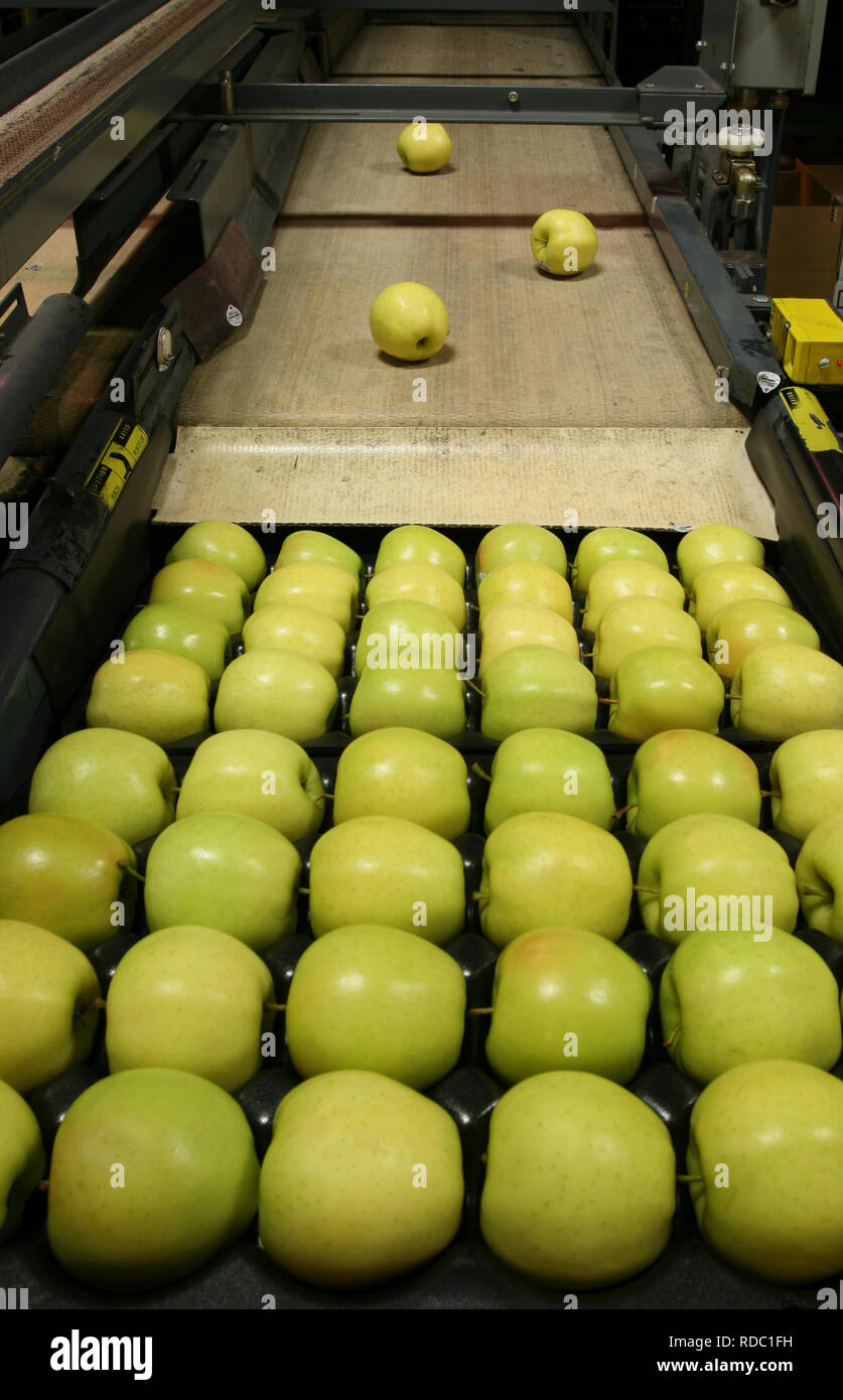 Apple sorting hi-res stock photography and images - Alamy