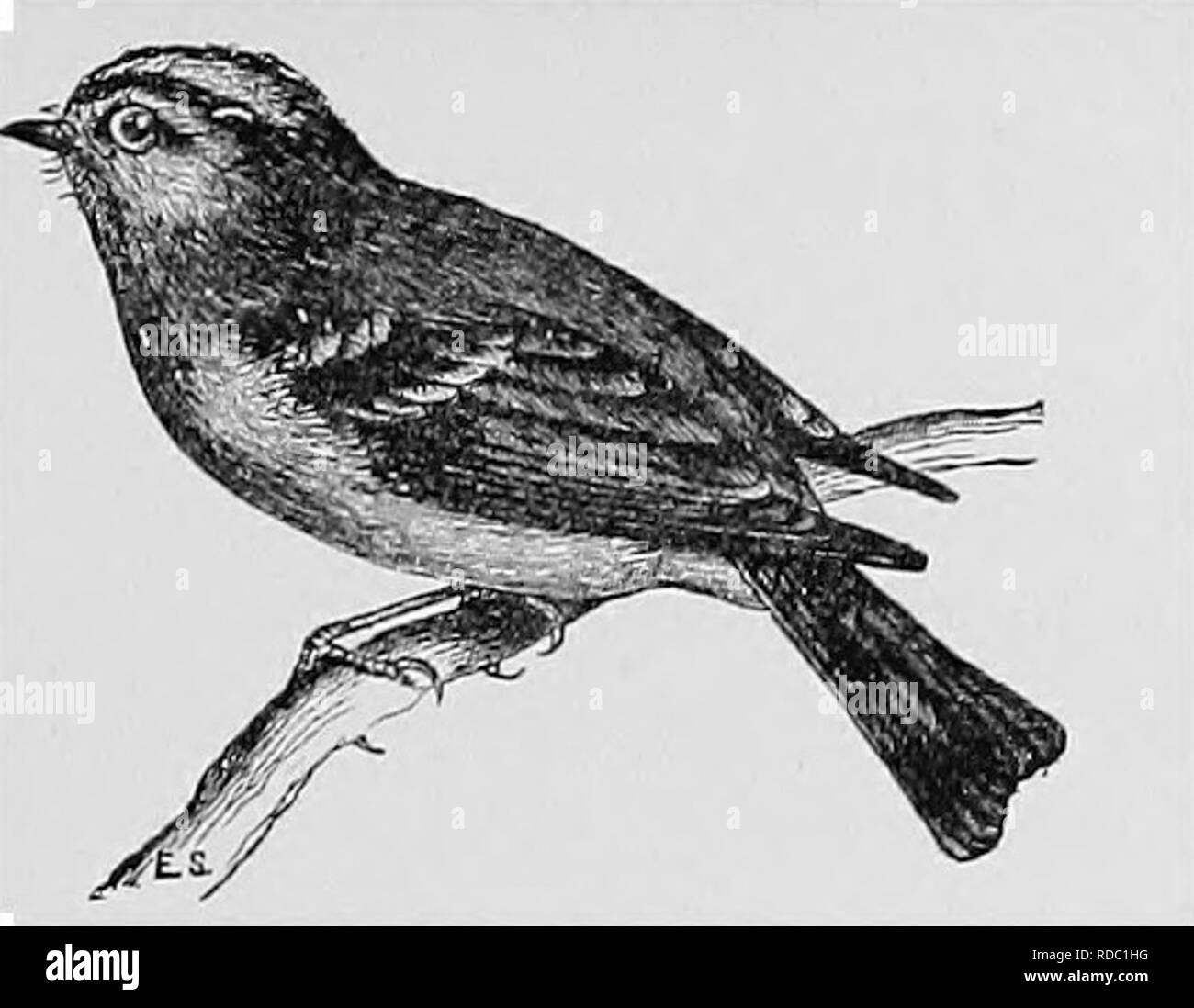 White bars on wings hi-res stock photography and images - Alamy