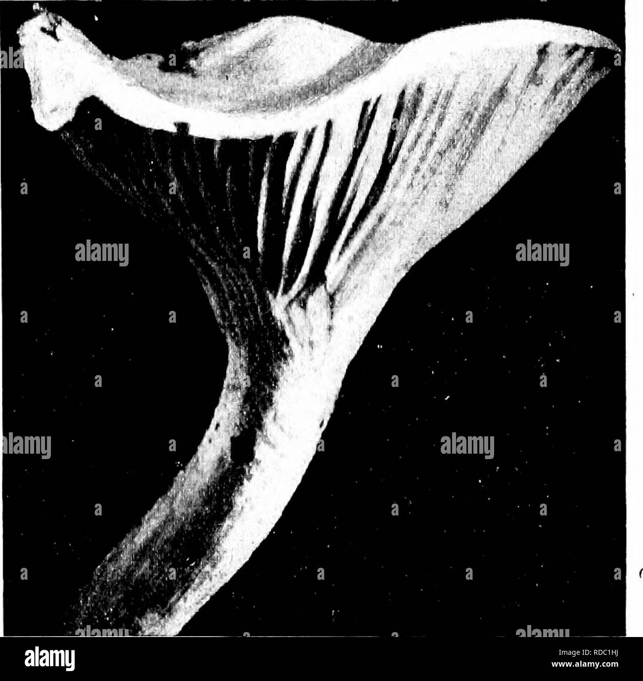 H 41 cm Black and White Stock Photos & Images - Alamy