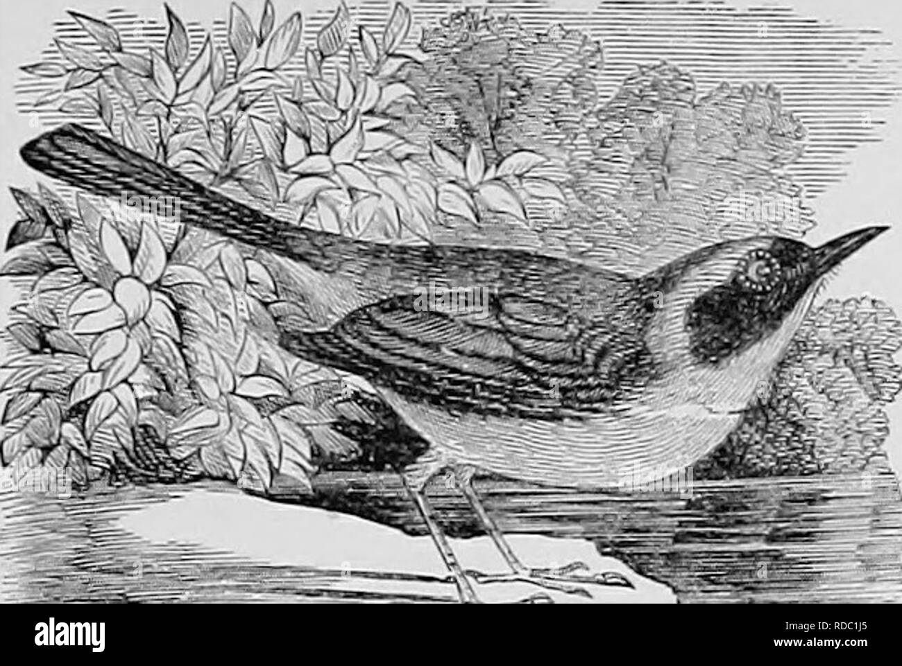 Black briers hi-res stock photography and images - Alamy