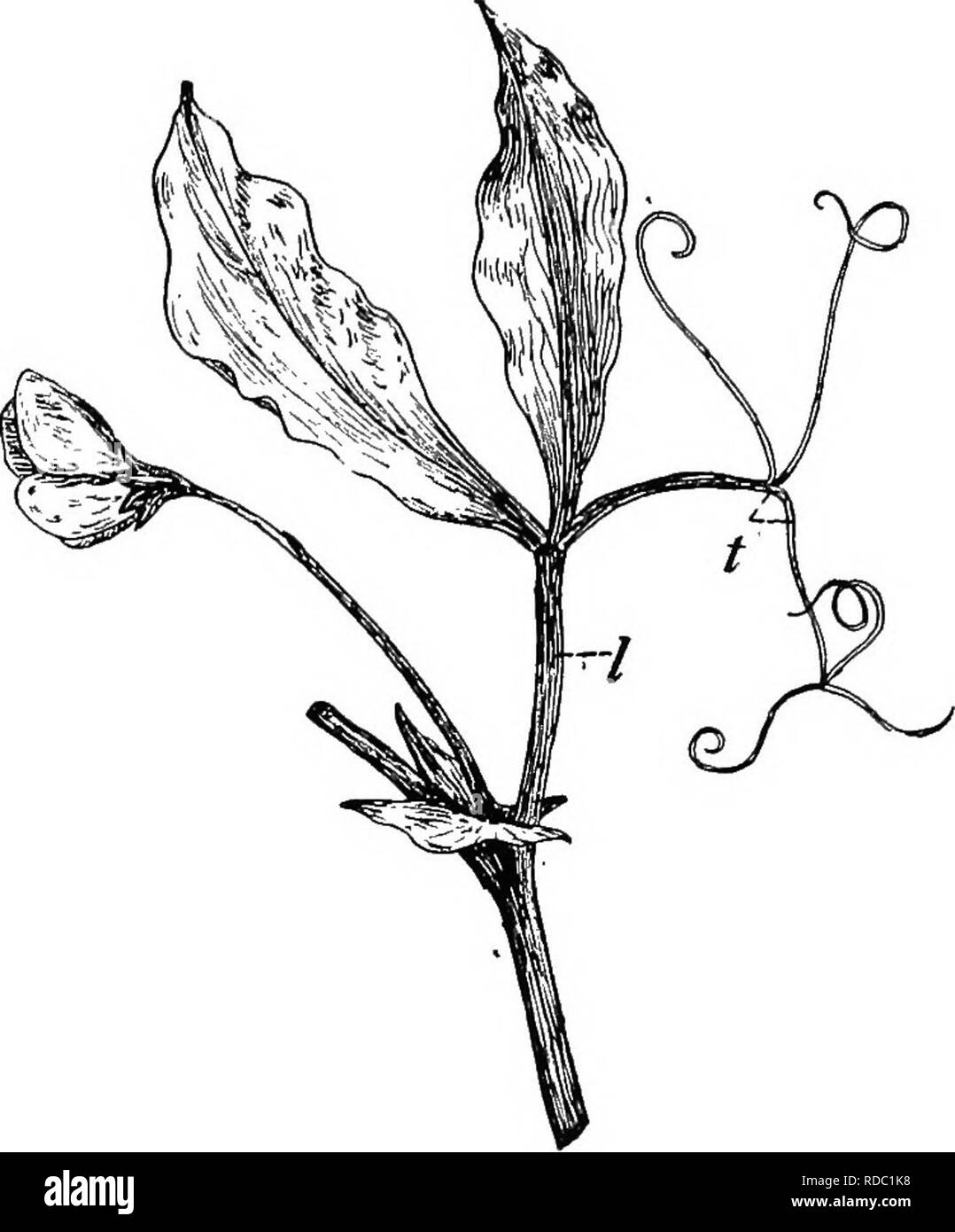 Sweet pea shrubs Black and White Stock Photos & Images - Alamy