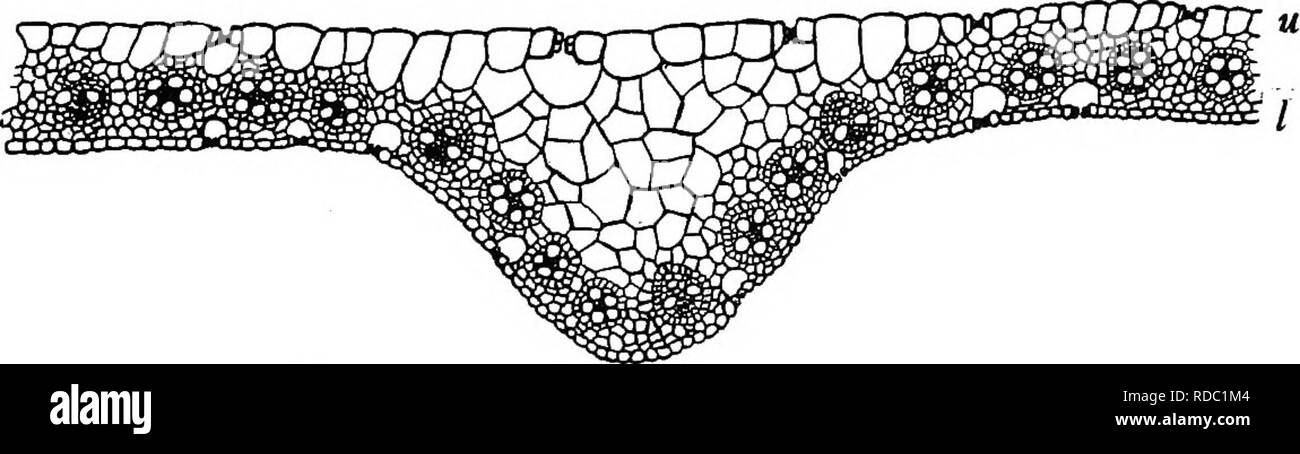 . Botany for agricultural students . Botany. Fig. 240. - A globular ...