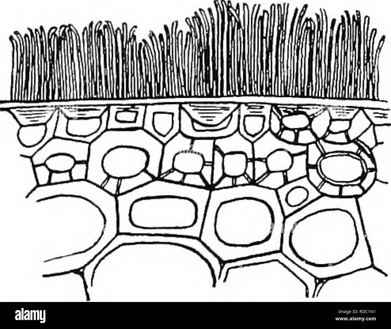 . Botany for agricultural students . Botany. 266 LEAVES transpiration ...