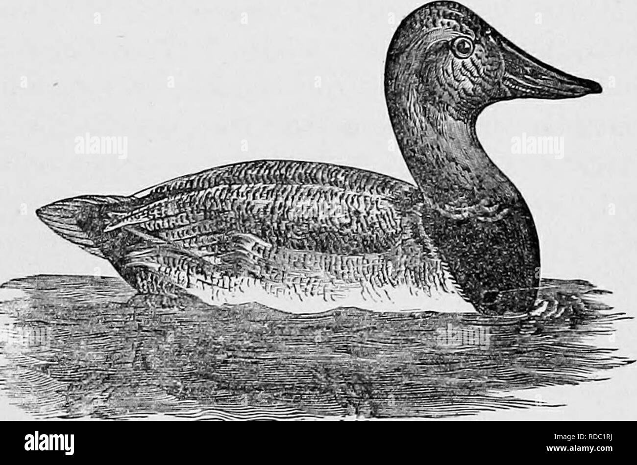 Oar ducks hi-res stock photography and images - Alamy