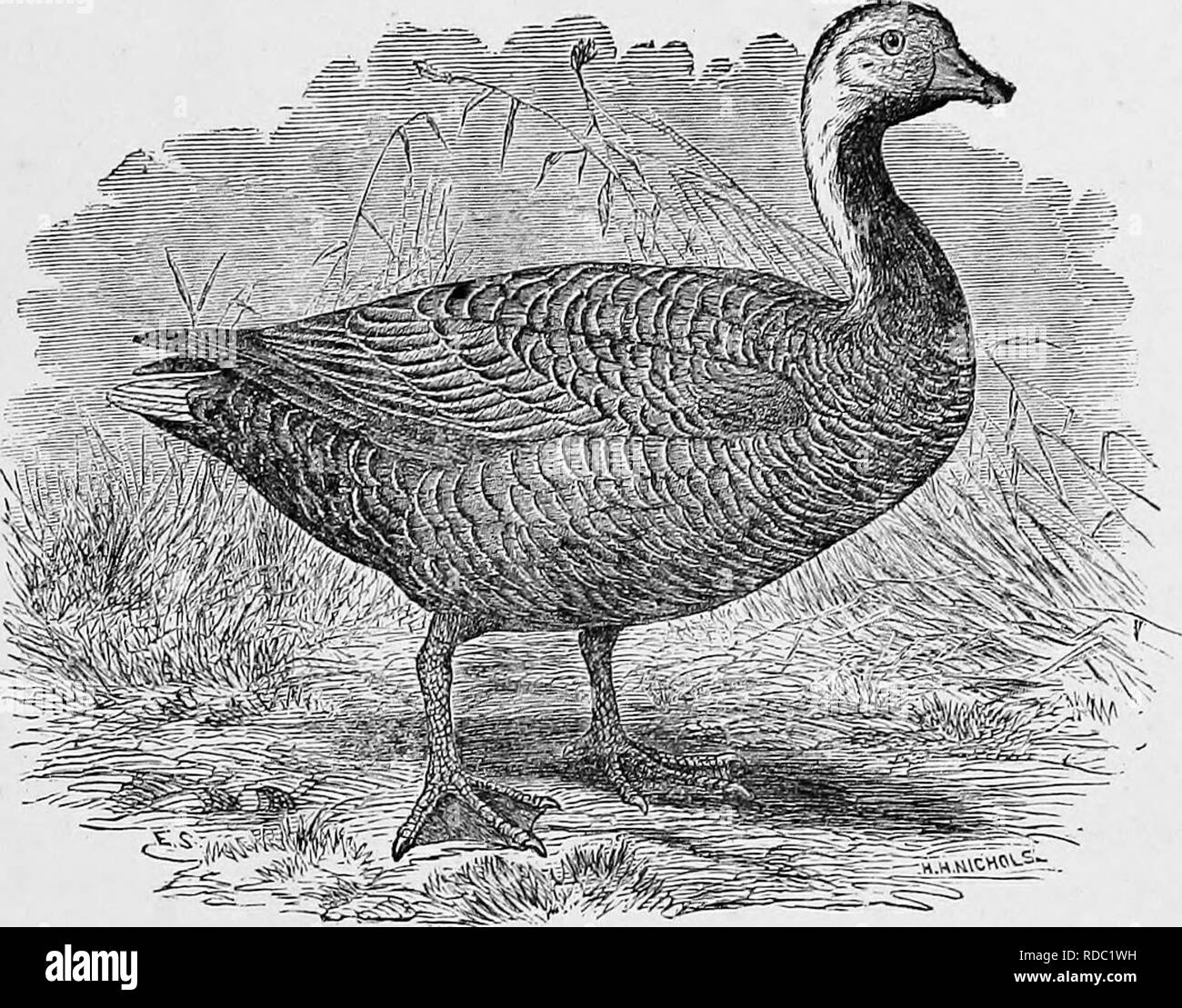 Speckled goose Black and White Stock Photos & Images - Alamy