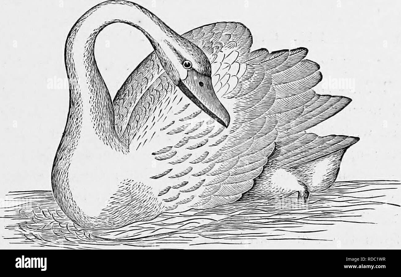 Drawings Of Swans Feet