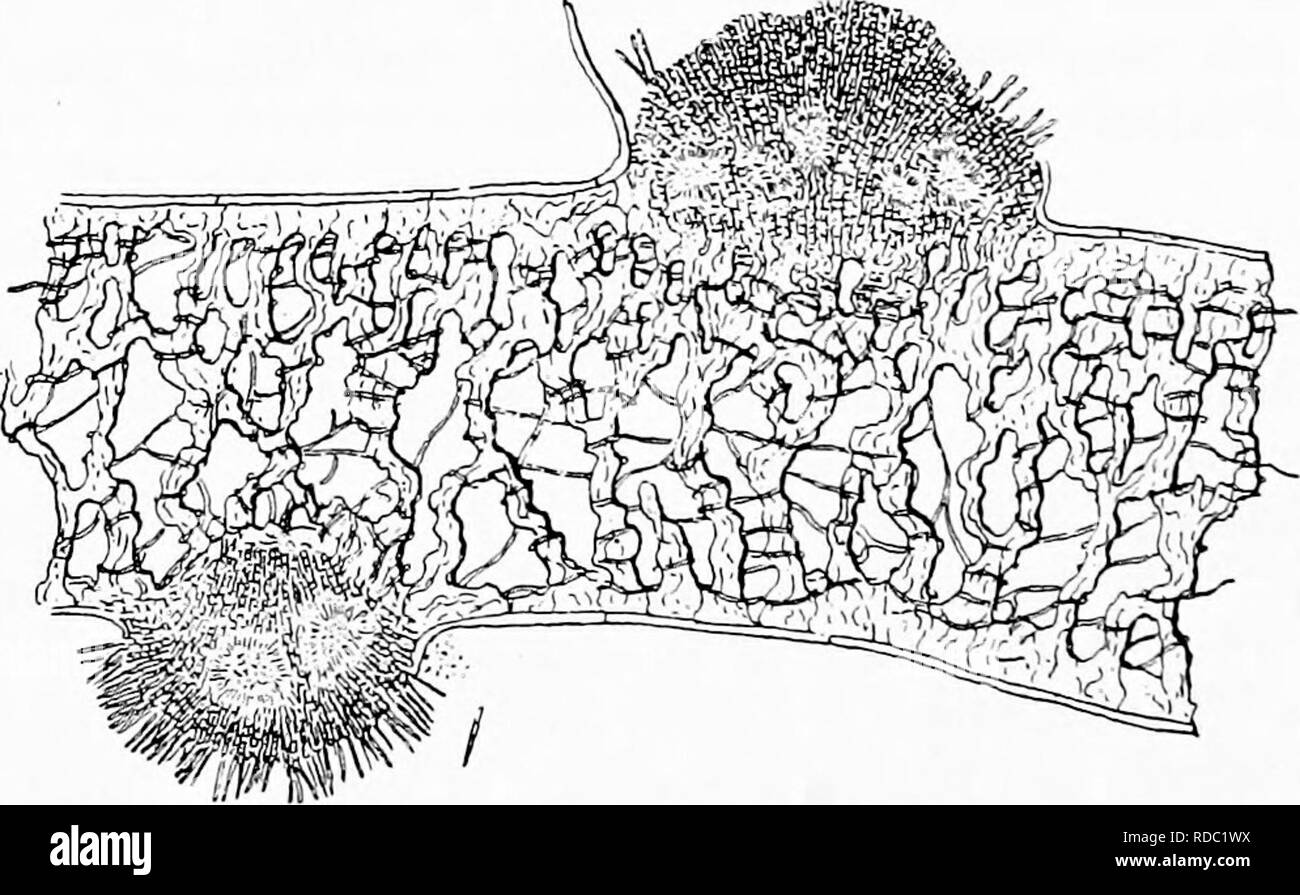 . Diseases of plants induced by cryptogamic parasites : introduction to ...