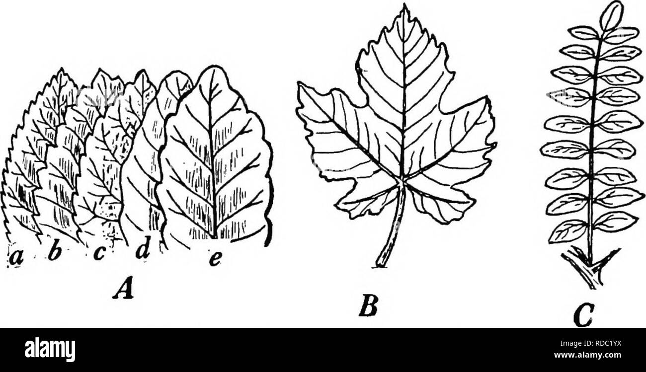 Crenate margins hi-res stock photography and images - Alamy