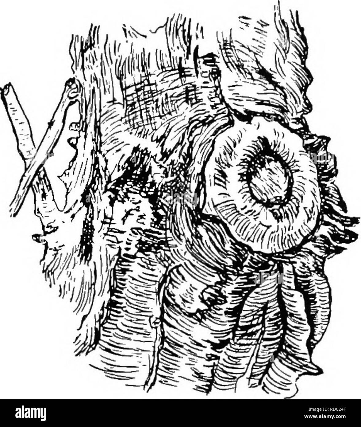 Callus potato hi-res stock photography and images - Alamy