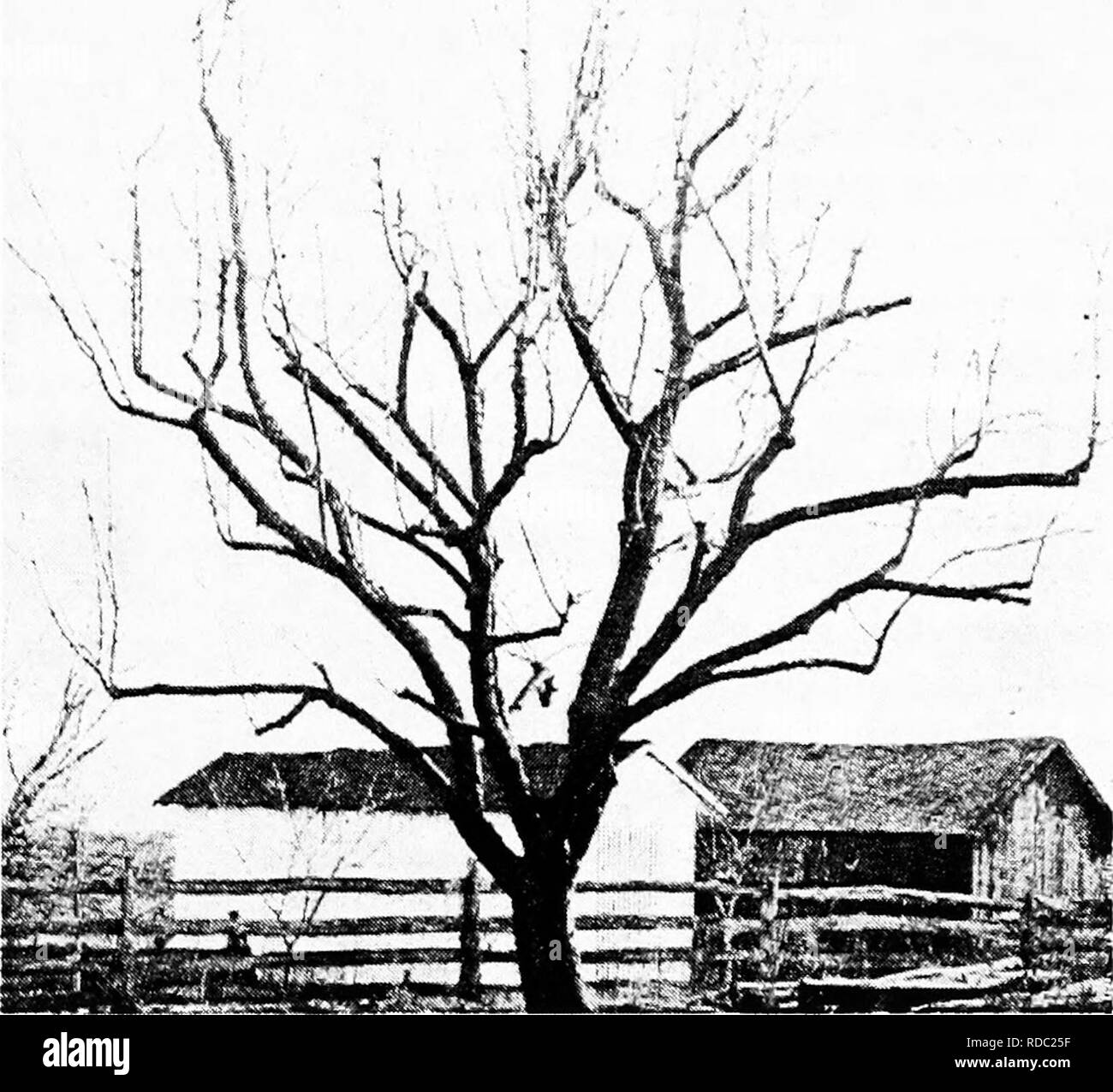 . Botany for agricultural students . Botany. PRUNING 223 Seventh', by a ...