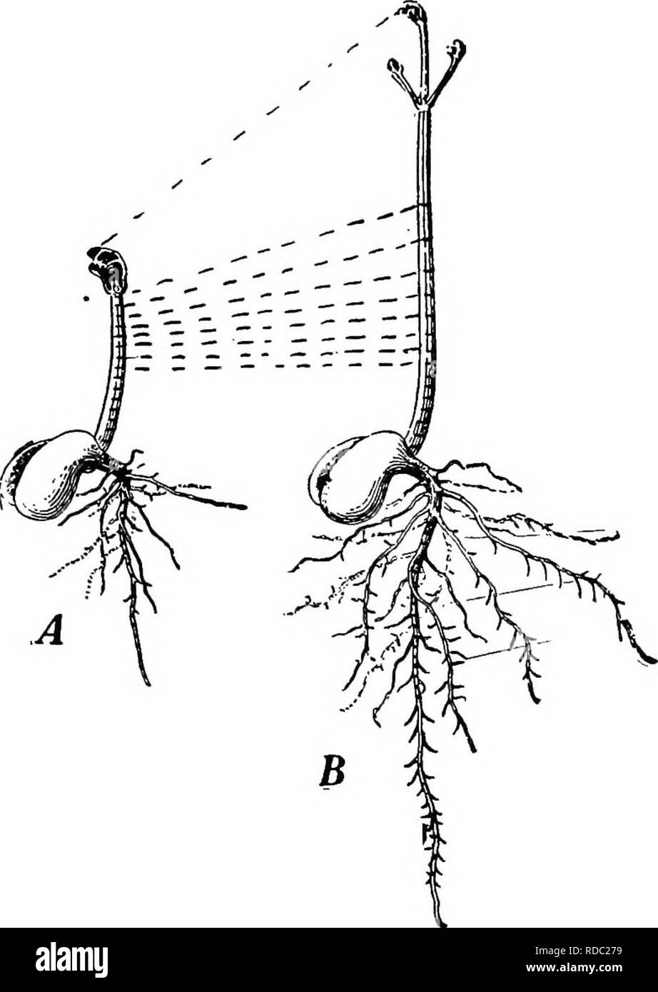 . Botany for agricultural students . Botany. CHARACTER AND RATE OF ...