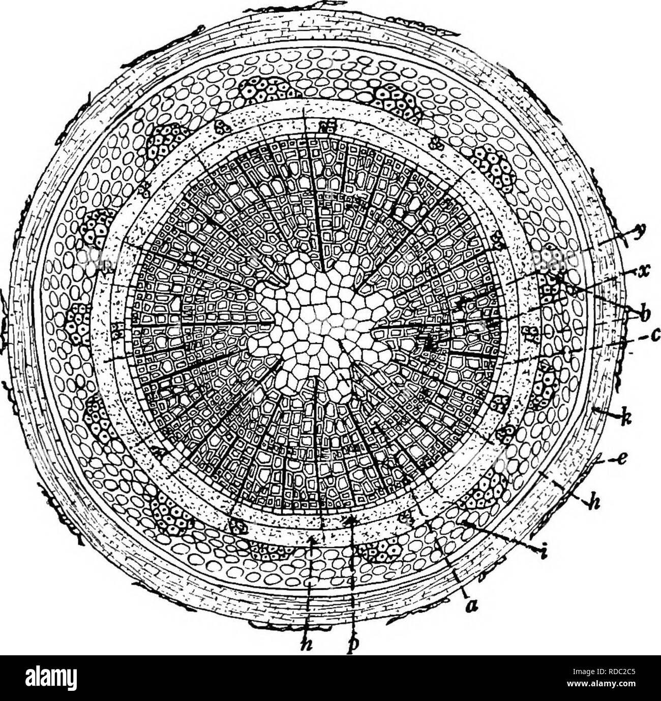 . Botany for agricultural students . Botany. STRUCTURE OF WOODY STEMS ...