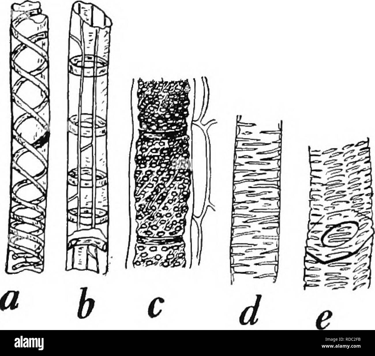 . Botany for agricultural students . Botany. Fig. 168. — Lengthwise ...