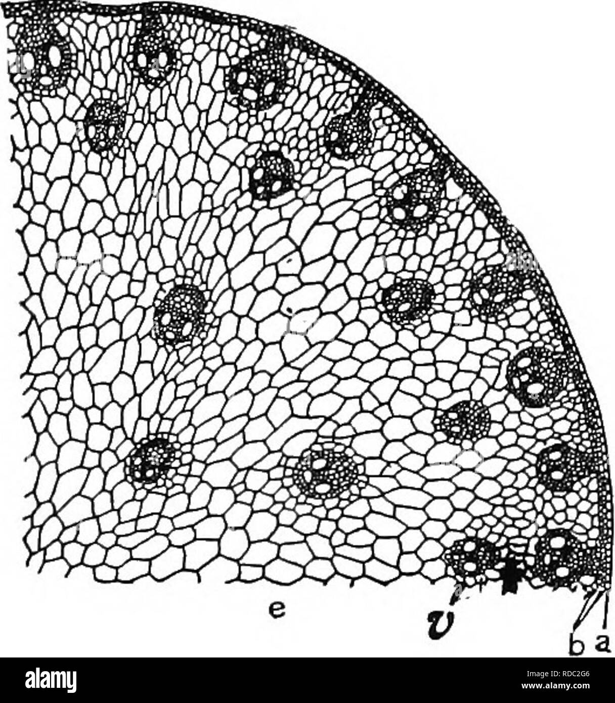 . Botany for agricultural students . Botany. 188 STEMS as to form ...