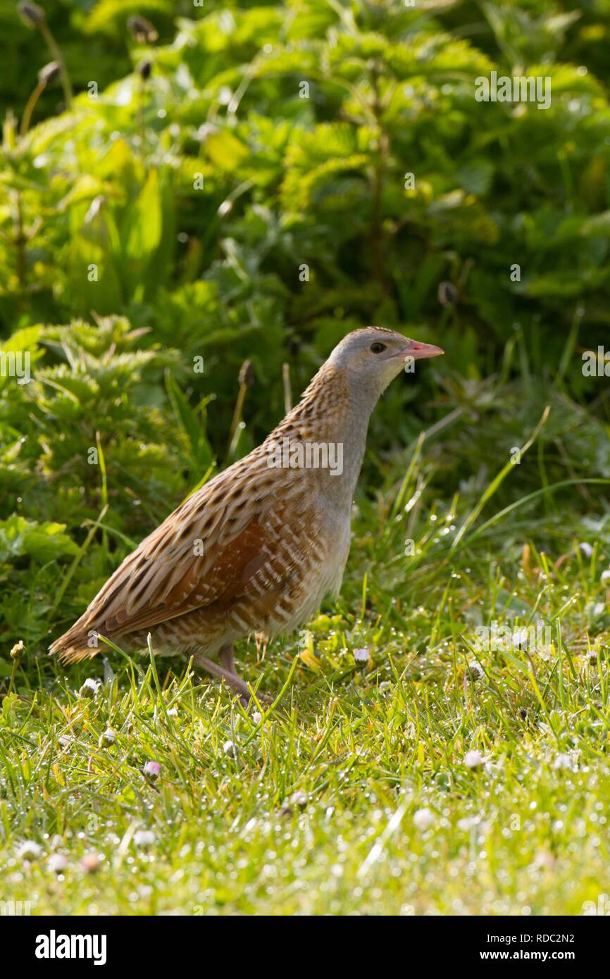 Corncrake (Crex crex) calling at dawn on Machir Stock Photo - Alamy
