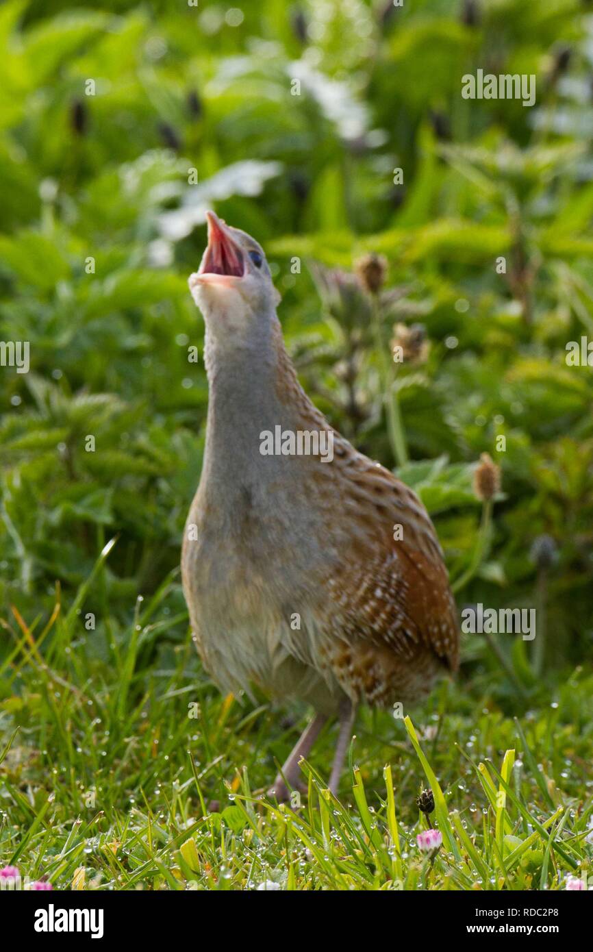 Corncrake (Crex crex) calling at dawn on Machir Stock Photo - Alamy