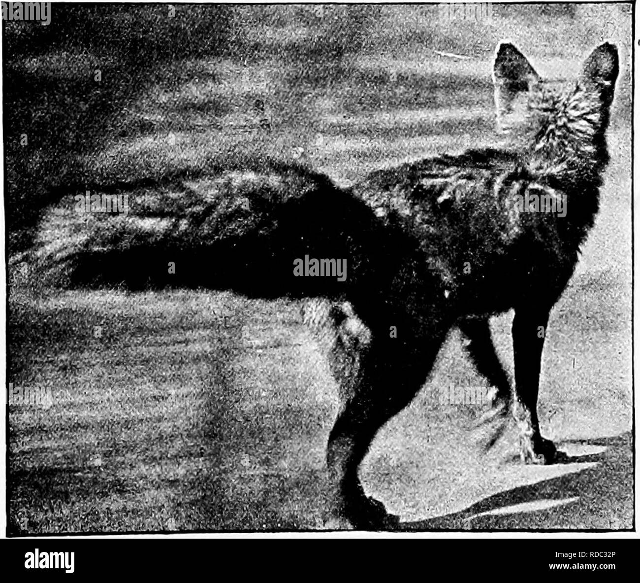 Red fox with mice Black and White Stock Photos & Images - Alamy