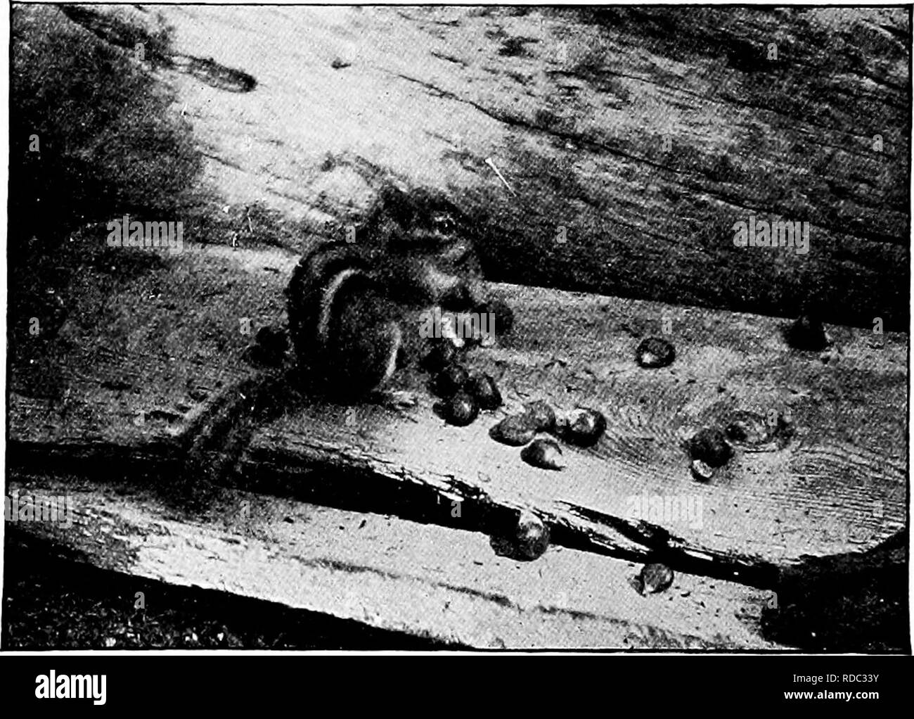 Chipmunk den hi-res stock photography and images - Alamy