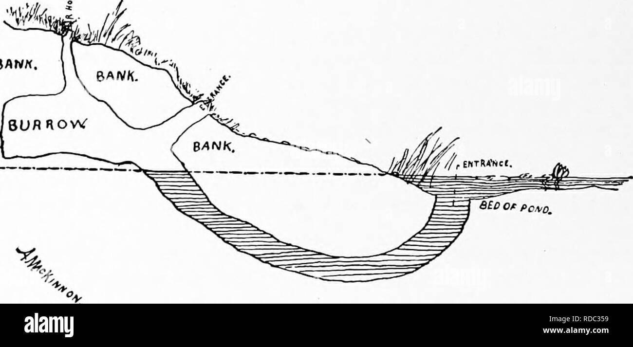 Muskrat Lodge Drawing