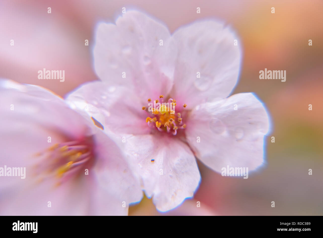 Beautiful Cherry blossom sakura in full bloom with green background in ...