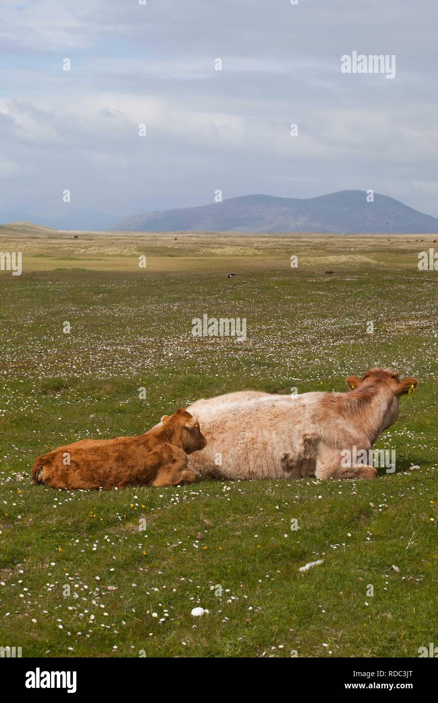 Mixed breed cow with Limosin calf on machir , Lewis in the background ...