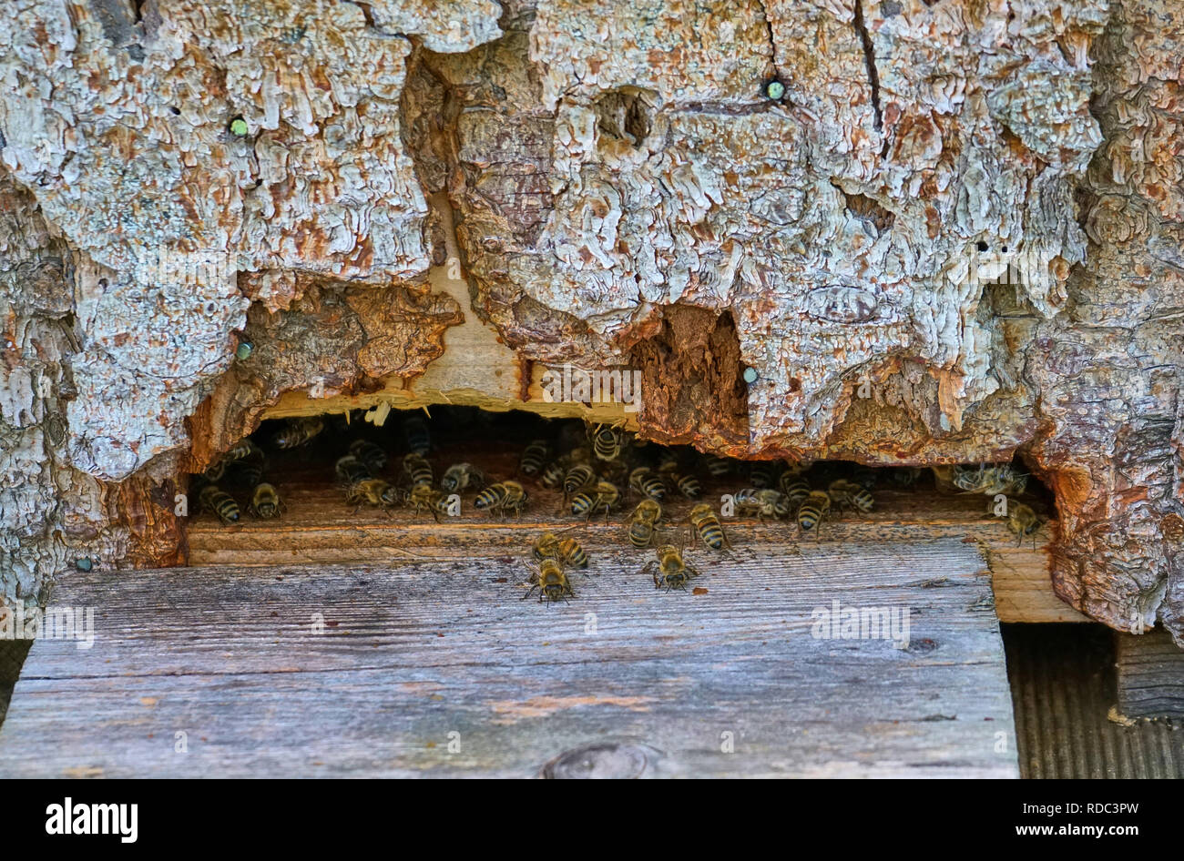Bees fly in front hive hi-res stock photography and images - Alamy