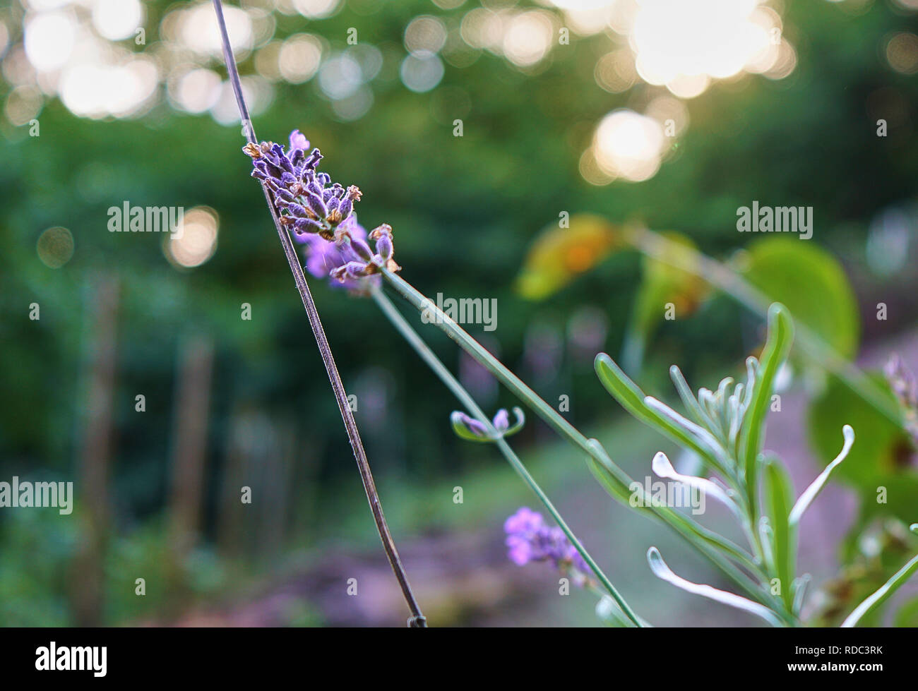 Single lavender hi-res stock photography and images - Alamy