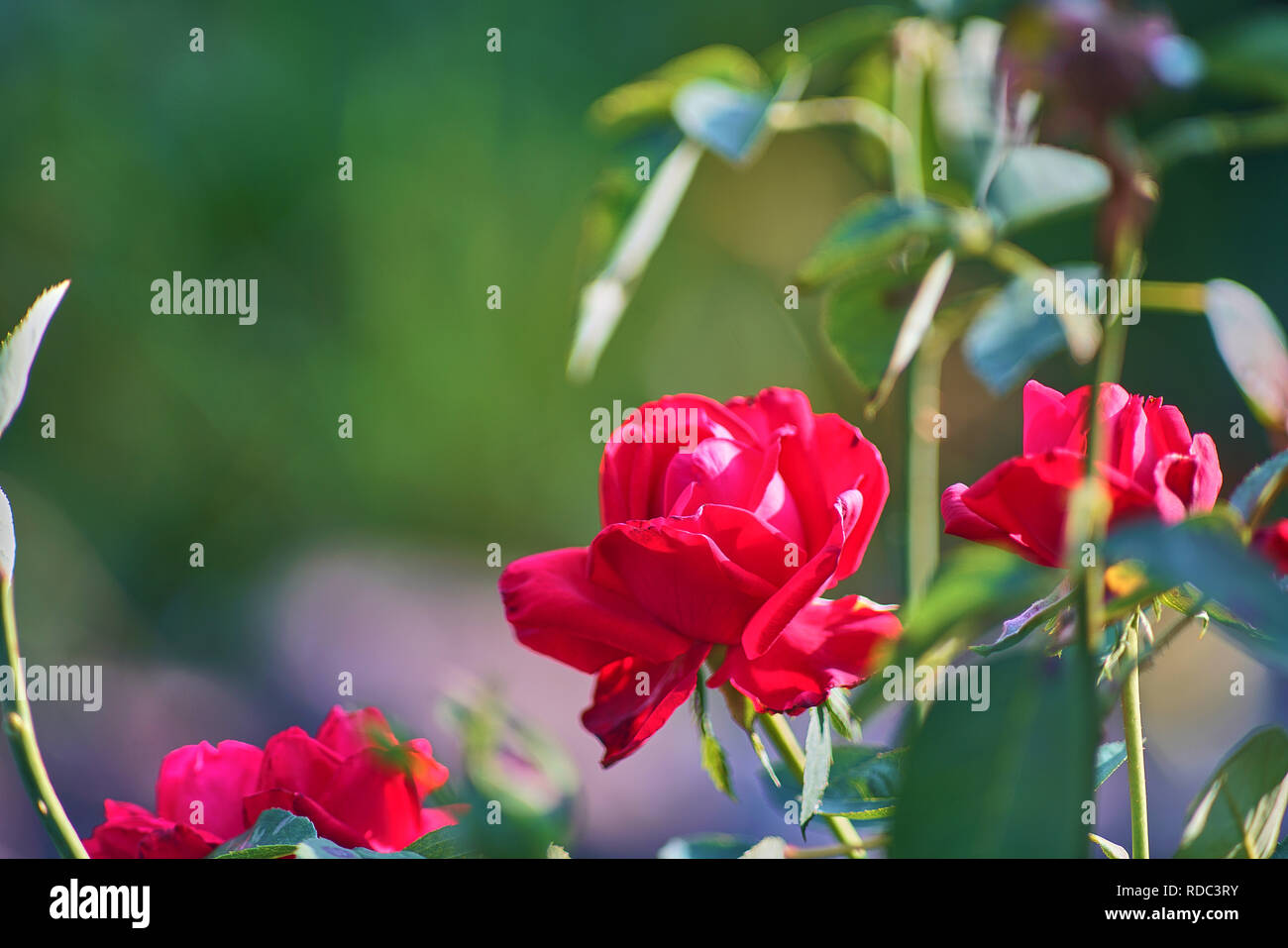 single rose in a green garden Stock Photo - Alamy