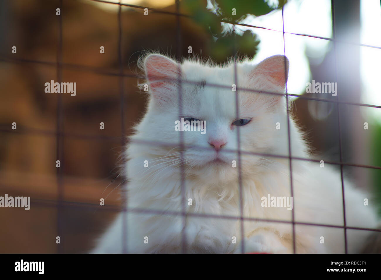 Cat behind a cage Stock Photo - Alamy