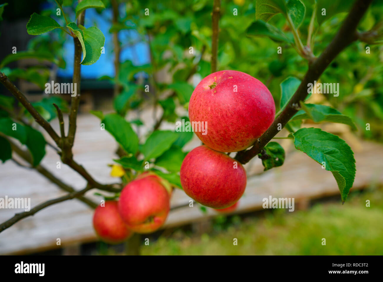 Bright red apples on an apple tree in front of a terrace Stock Photo ...