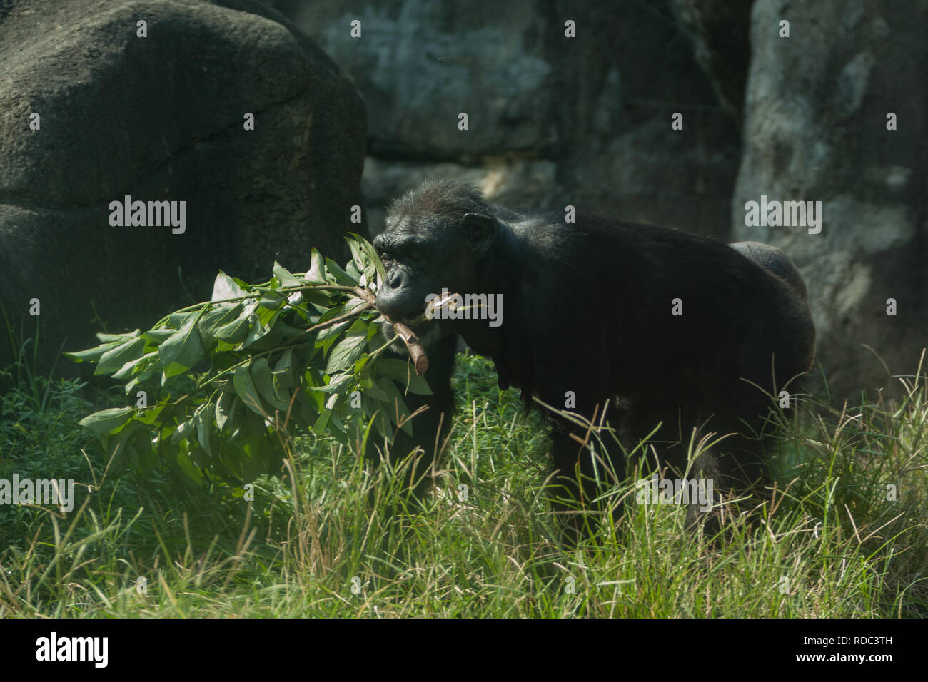 Chimpanzee (Pan troglodytes) carrying leaves in mouth, knuckle-walking ...