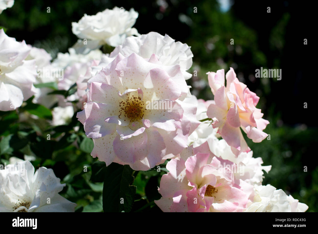 Pale pink roses hi-res stock photography and images - Alamy