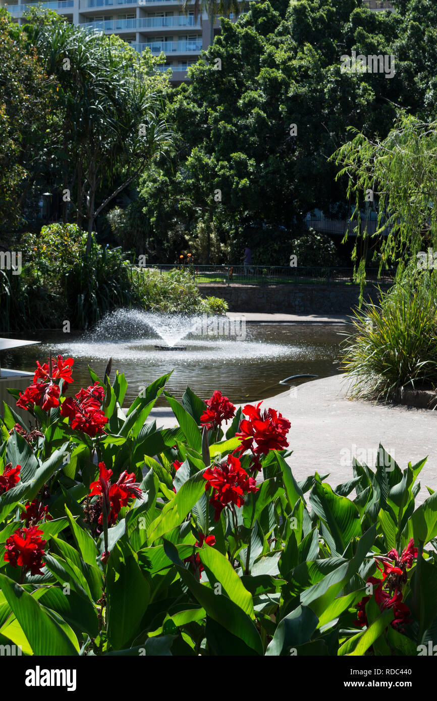 Canna lilies in City Botanic Gardens, Brisbane, Queensland, Australia ...