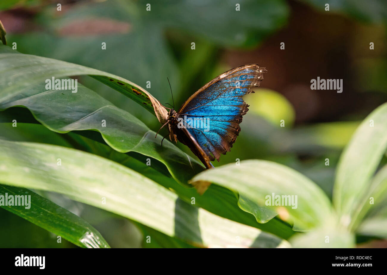 Beautiful blue butterfly with wings on green leaves sunny outdoor on ...