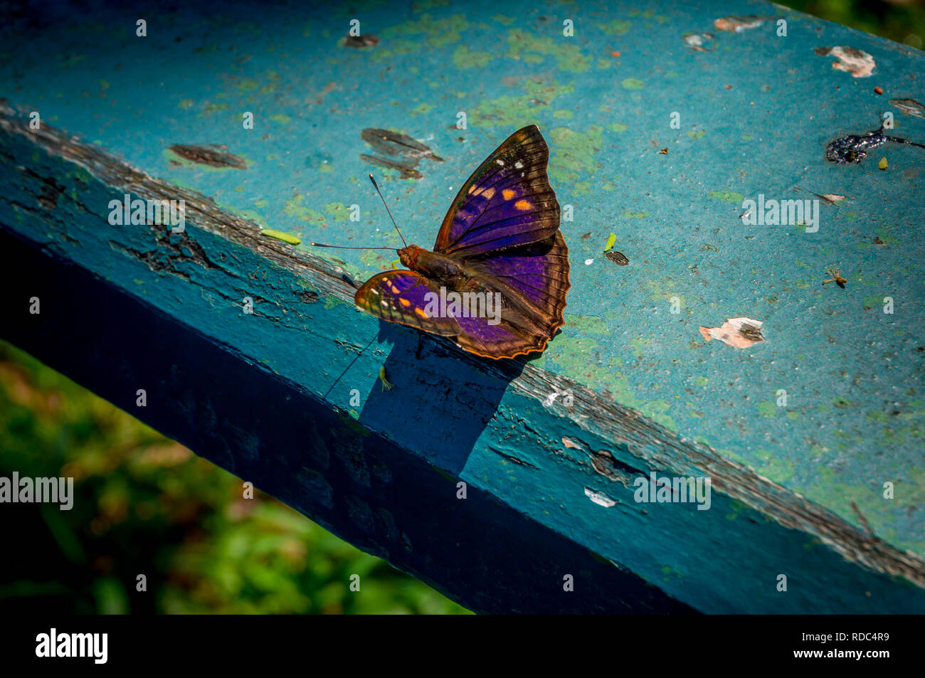 Doxocopa pavon hi-res stock photography and images - Alamy