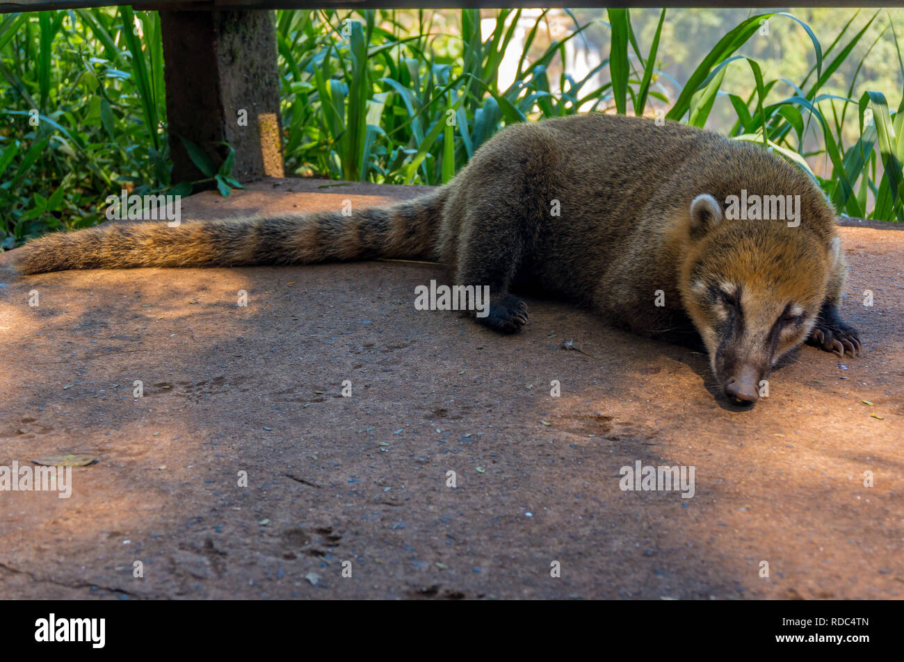 Sleeping South American (Ring-Tailed) Coati (Nasua nasua), Iguazu ...