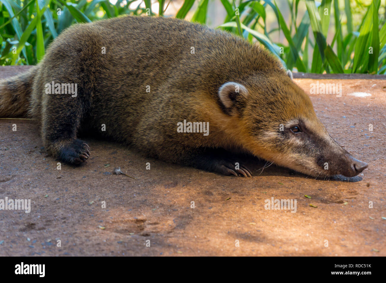 South American (Ring-Tailed) Coati (Nasua nasua), Iguazu, Brazil Stock ...