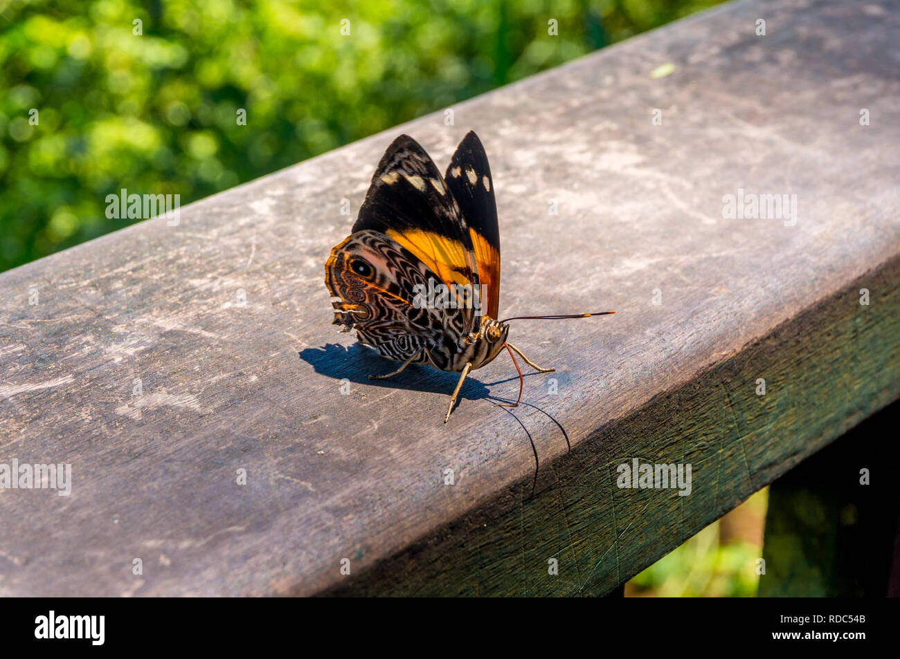 Brazil butterfly hi-res stock photography and images - Alamy