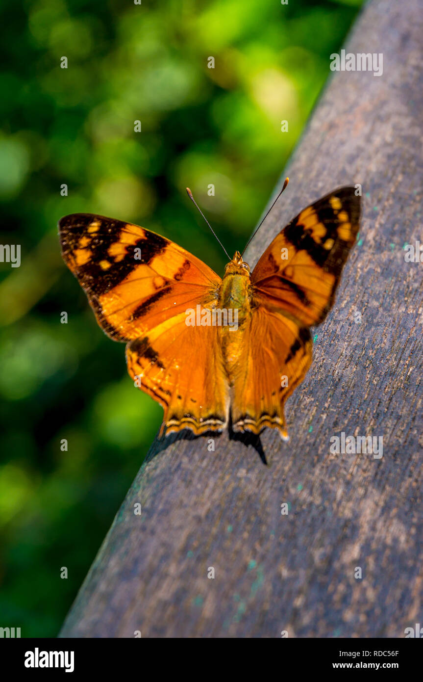 Orange mapwing hi-res stock photography and images - Alamy